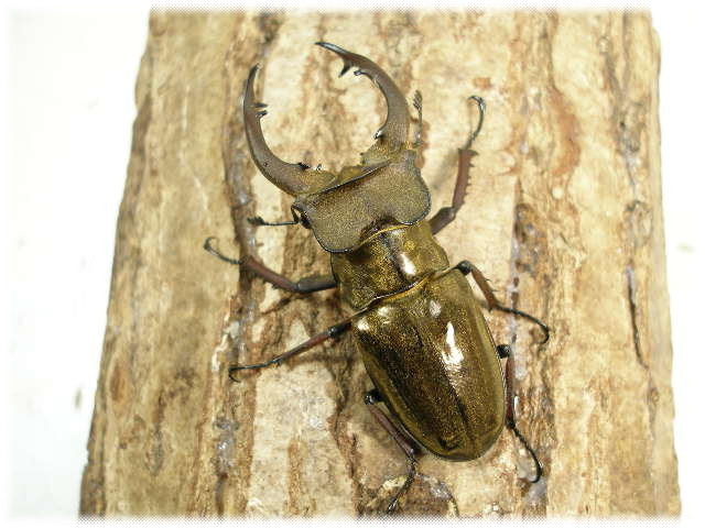 世界のカブトムシ•クワガタ図鑑(五十音順) | ページ 5 | おにぎりまとめ